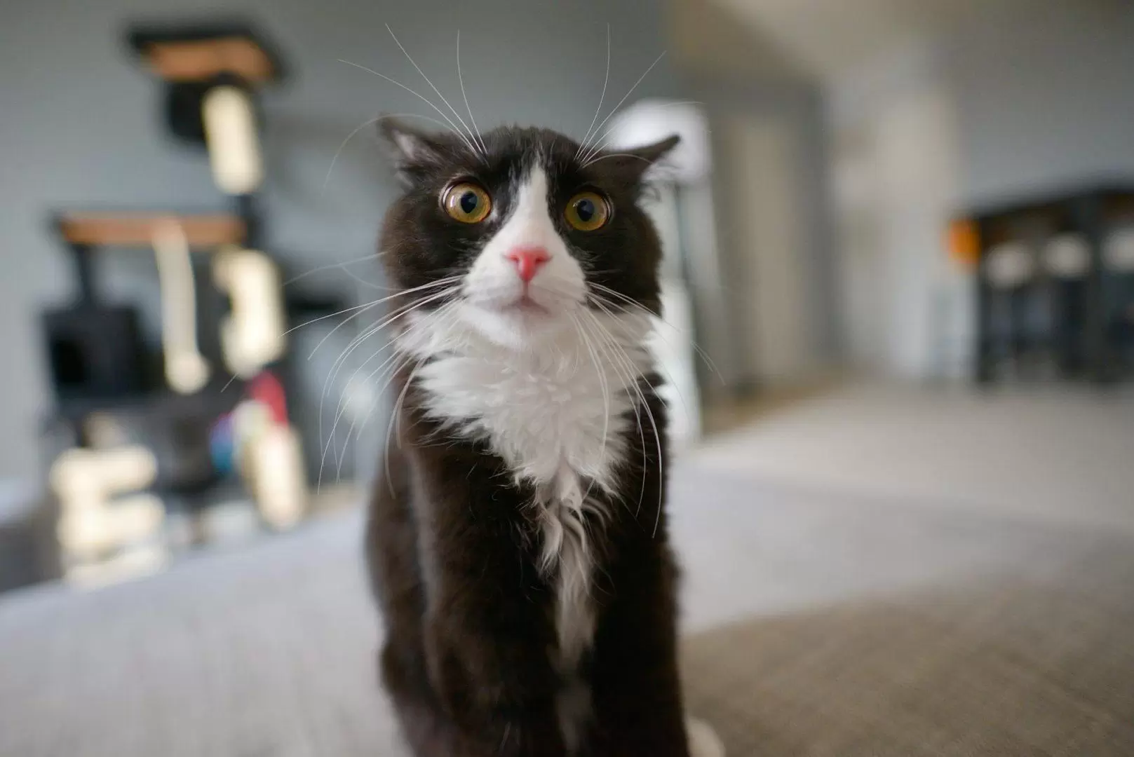 how-to-prepare-for-adopting-an-animal-from-a-shelter-technology